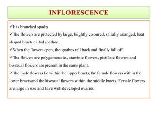 Pract no. 9 (a) floral biology of banana | PPT