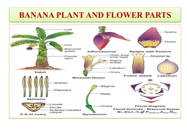 Pract no. 9 (a) floral biology of banana