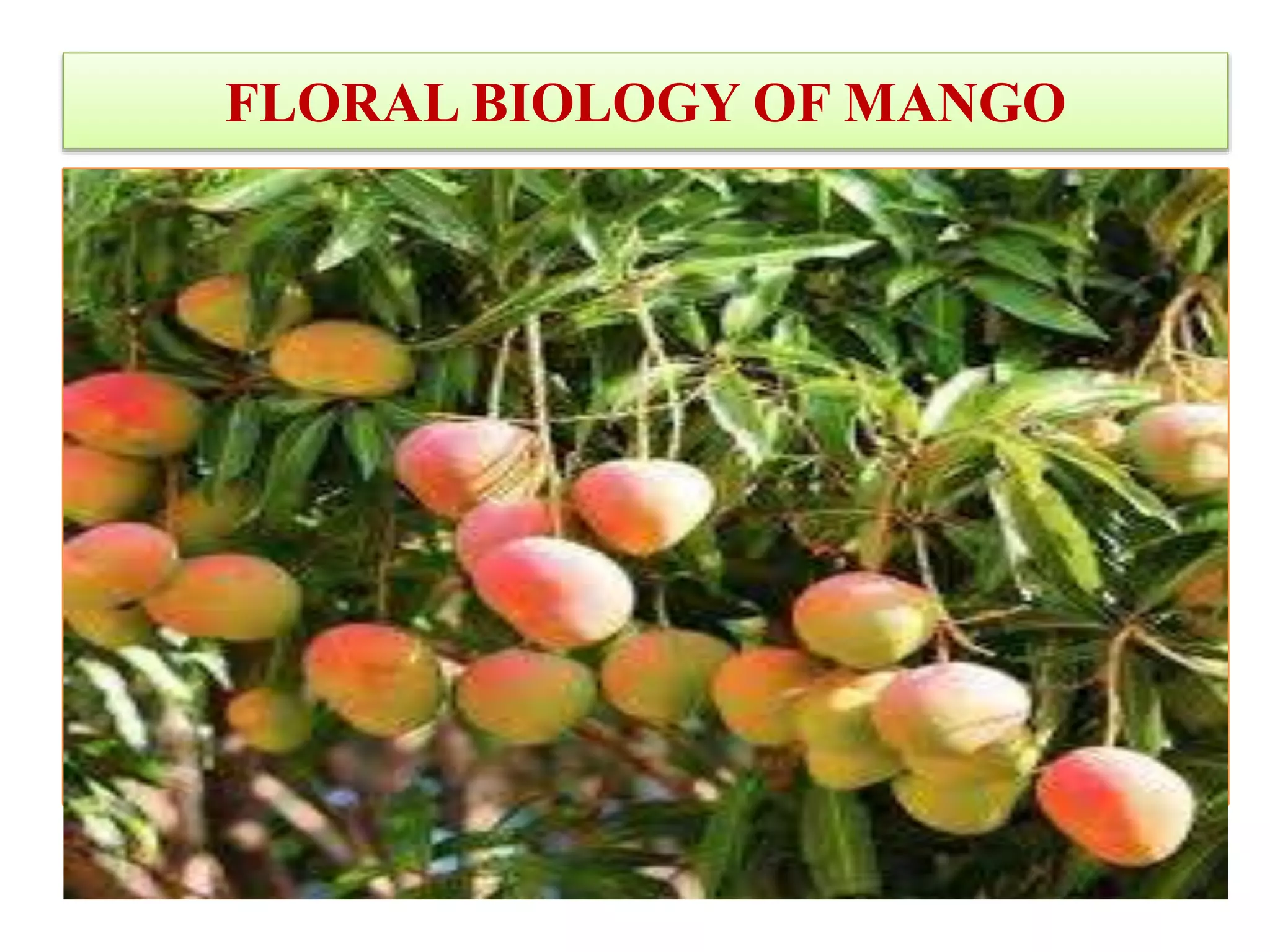 Pract no. 9 (b) floral biology of mango | PPT