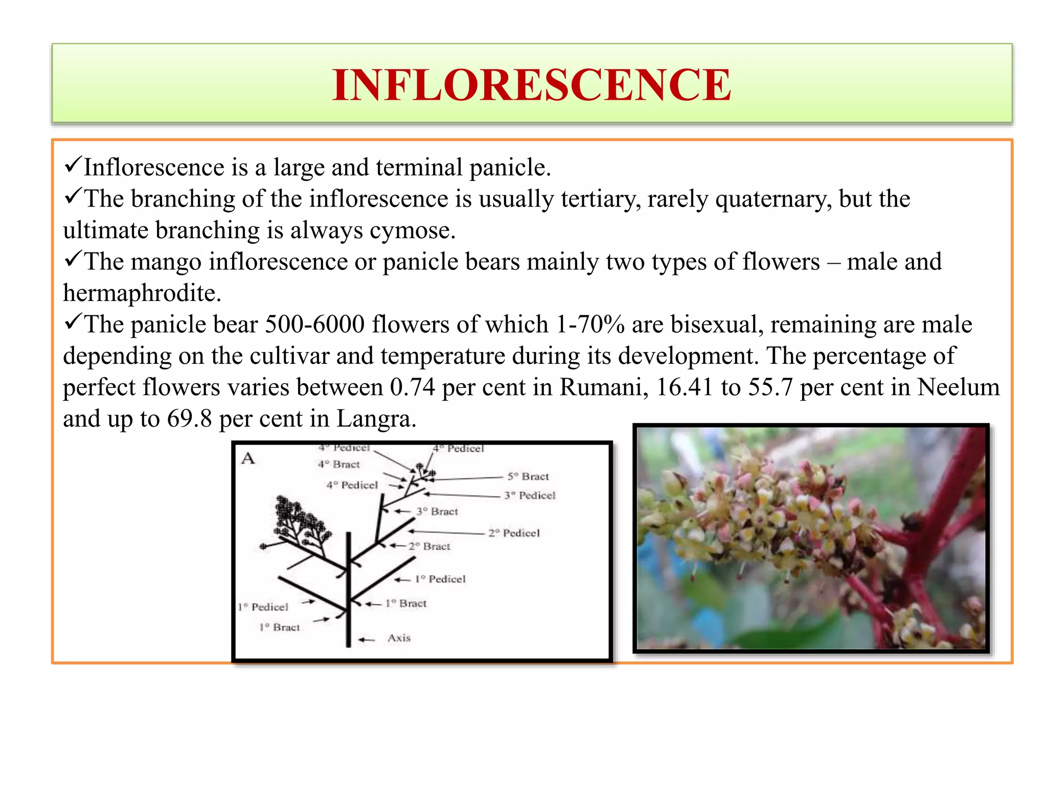 Pract no. 9 (b) floral biology of mango | PPT