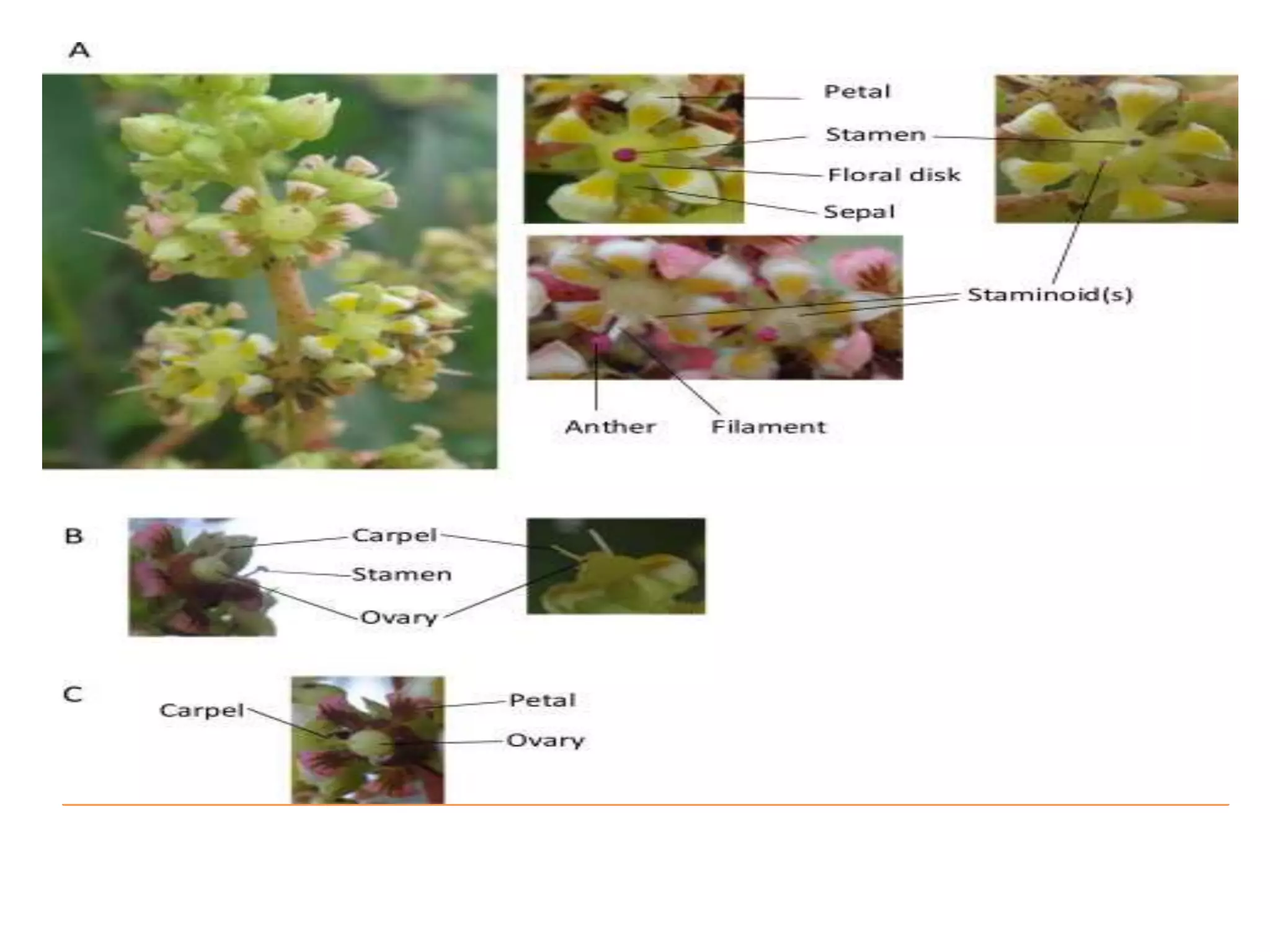 Pract no. 9 (b) floral biology of mango | PPT