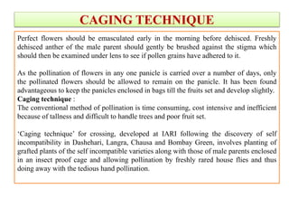 Pract no. 9 (b) floral biology of mango | PPT