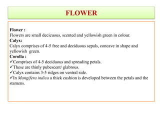 Pract no. 9 (b) floral biology of mango | PPT