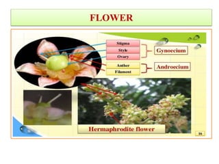 Pract no. 9 (b) floral biology of mango | PPT