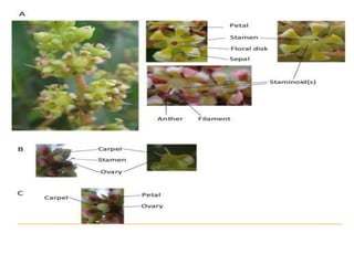 Pract no. 9 (b) floral biology of mango | PPT