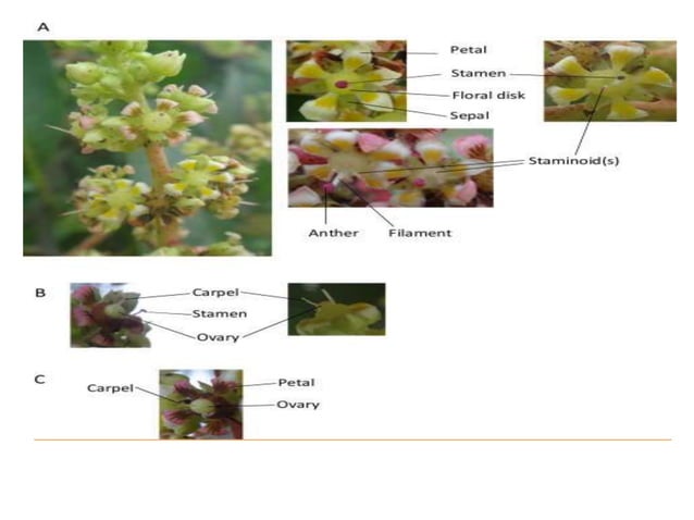 Pract no. 9 (b) floral biology of mango