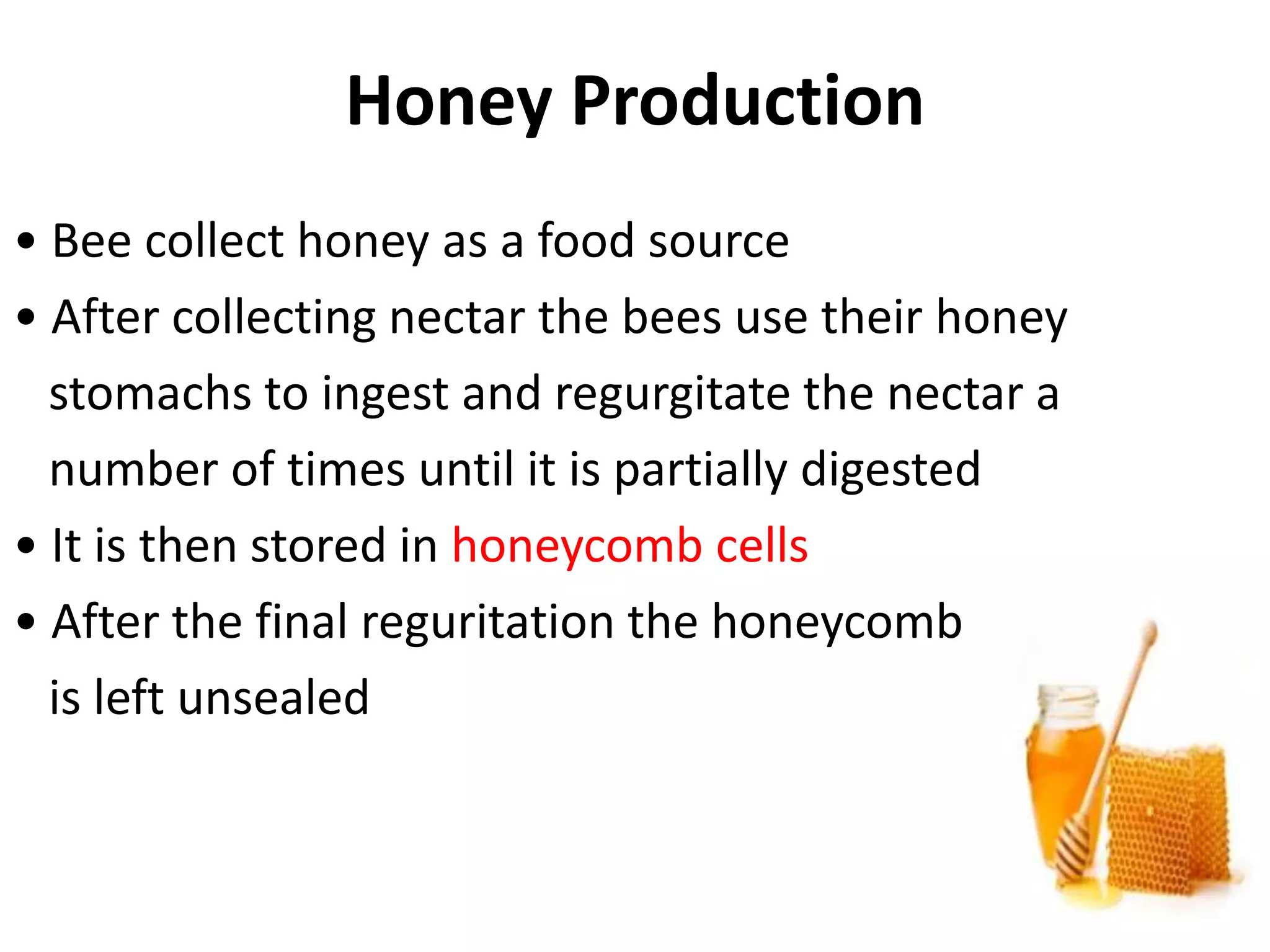 Honey Production & Processing | PPTX