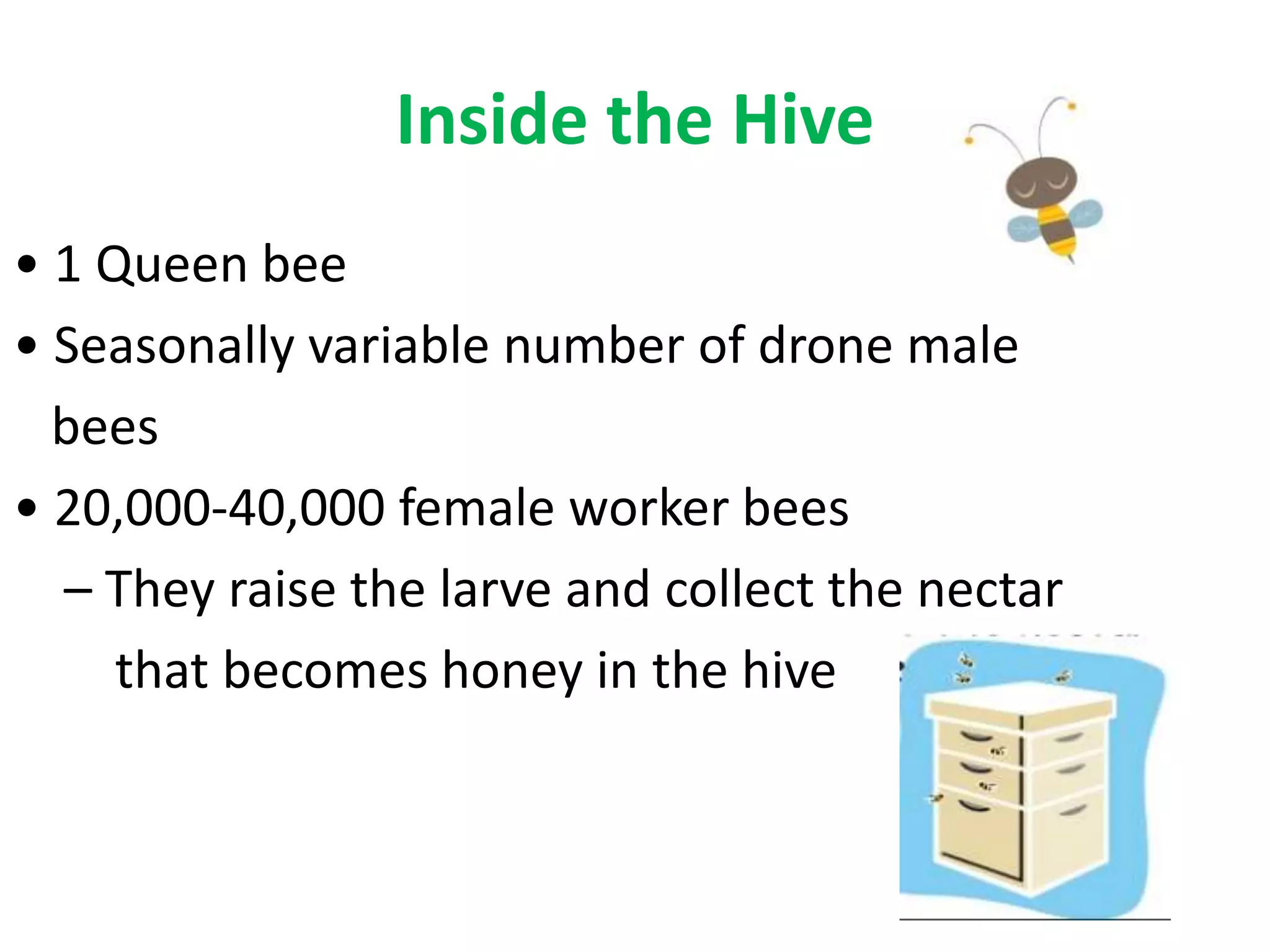 Honey Production & Processing | PPTX