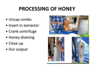 Honey Production & Processing | PPTX