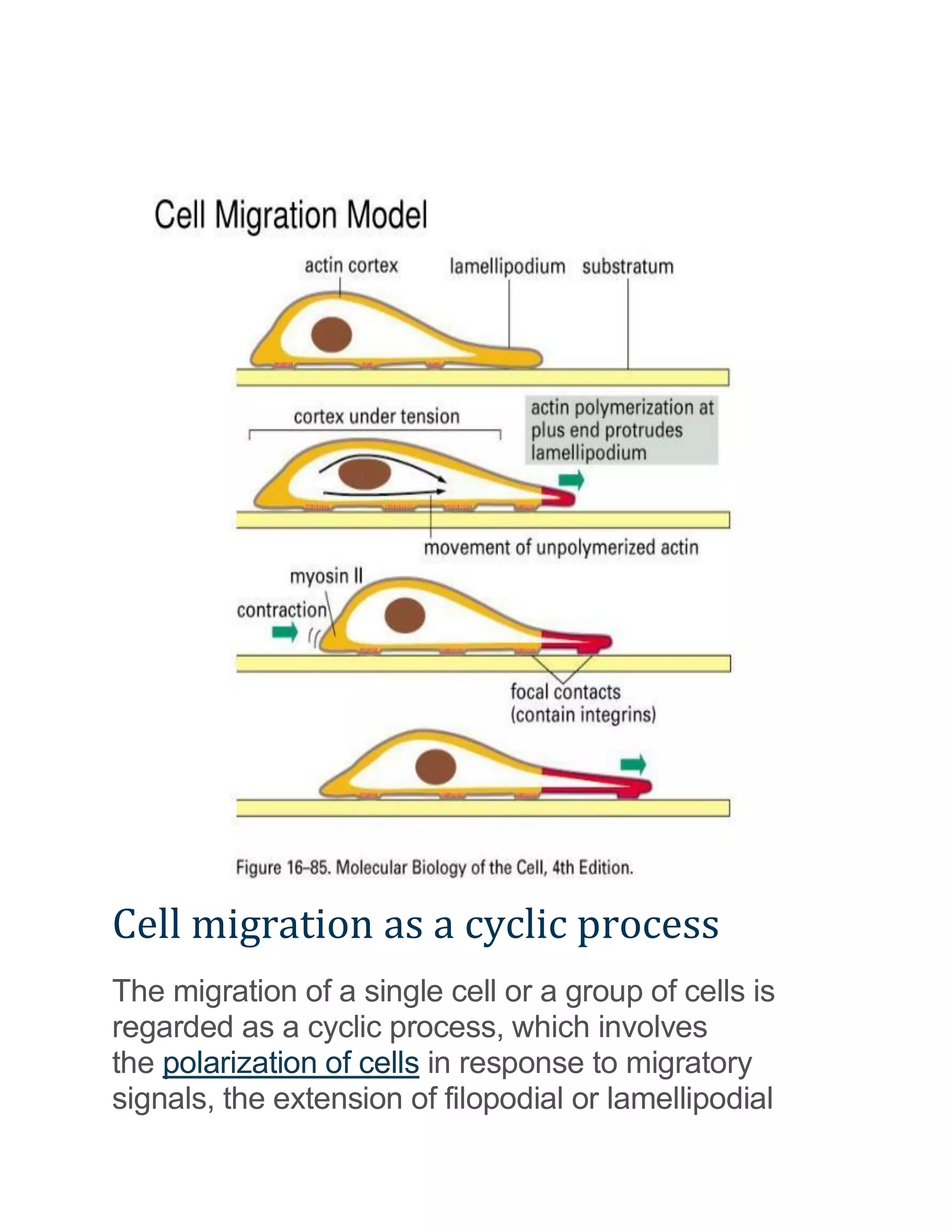 Cell migration | PDF