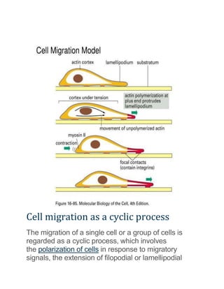 Cell migration | PDF
