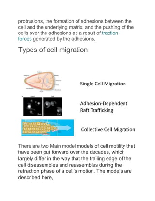 Cell migration | PDF