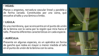 Praderas 2-2022 morfologia de las plantas forrajeras.pdf