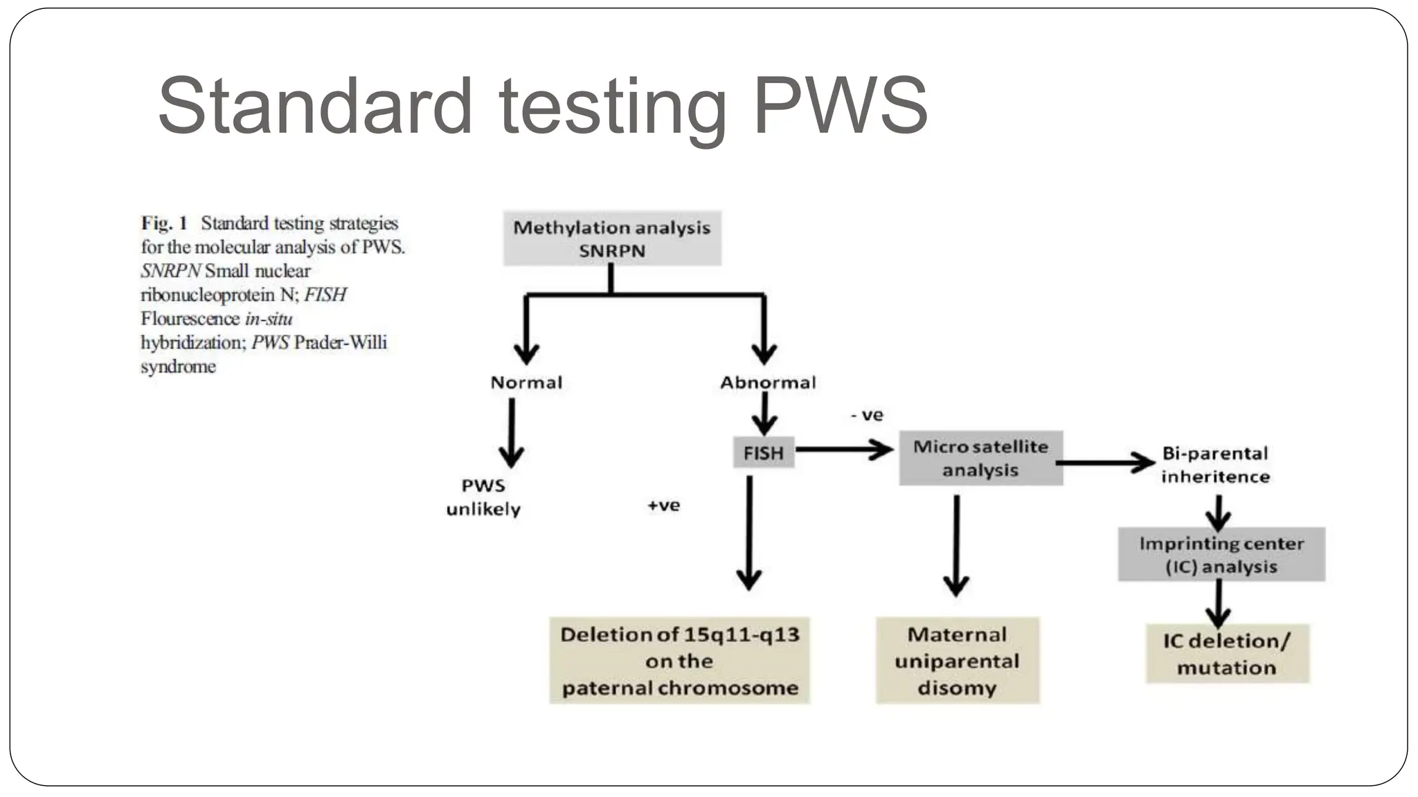 Prader Willi syndrome and Genetics and differentials | PPTX