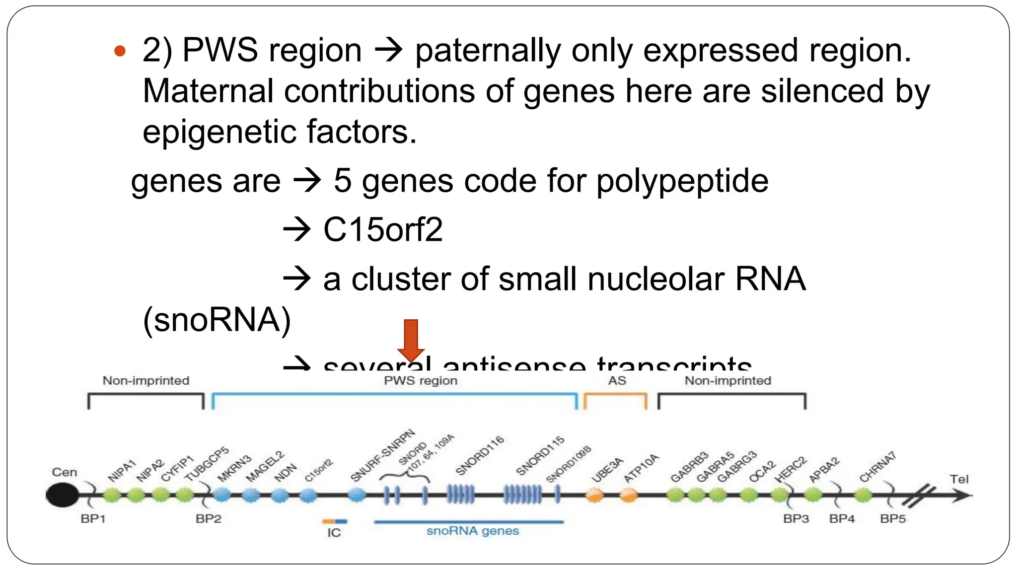 Prader Willi syndrome and Genetics and differentials | PPTX