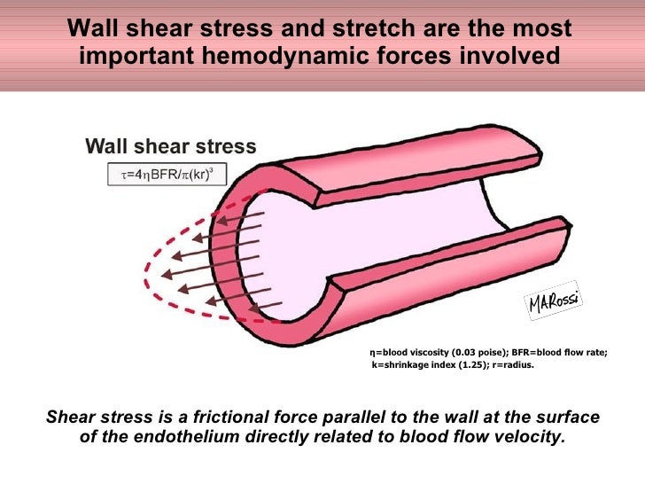 Turbulent blood flow plays an essential localizing role in the develo…