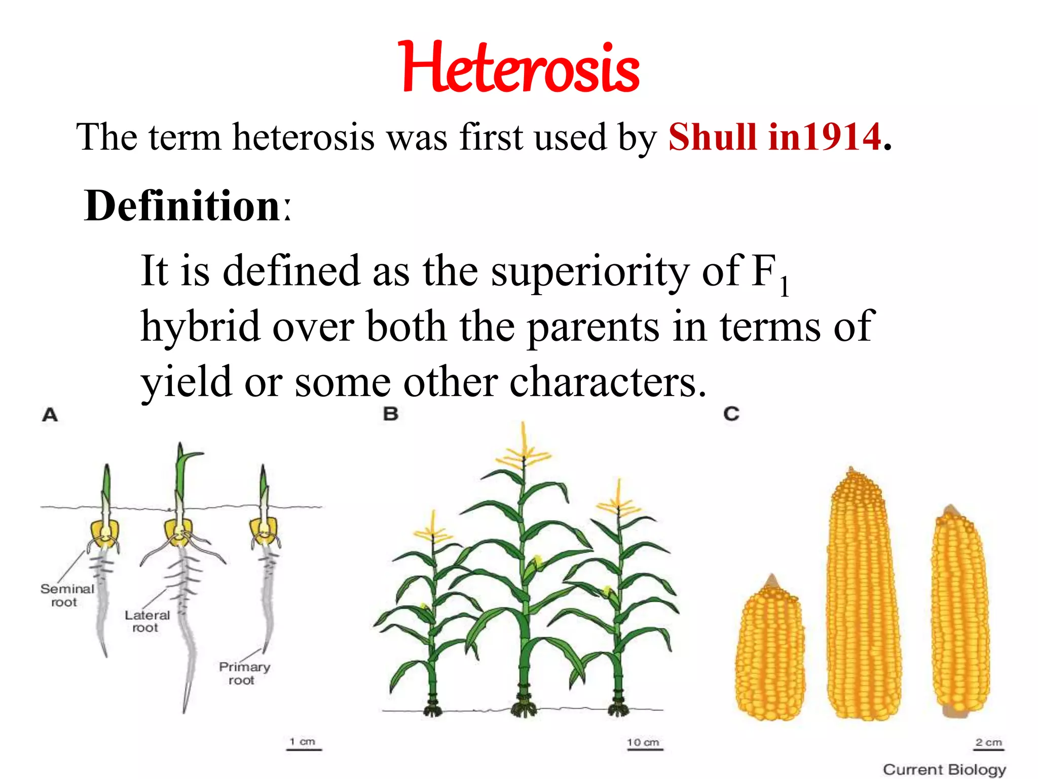 heterosis breeding.pptx