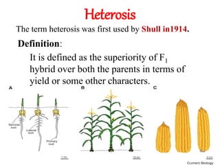 heterosis breeding.pptx