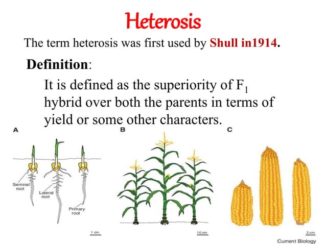 heterosis breeding.pptx | Genetics | Science