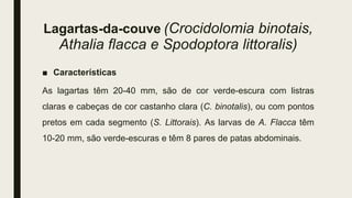 Pragas e doencas | PPTX