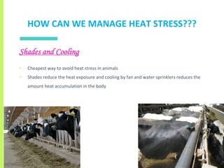 Rules of thermoregulation and heat stress | PPTX