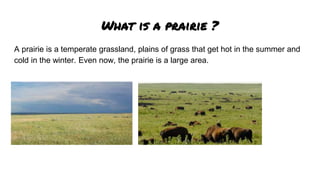 Prairie | PPT