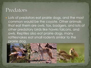 Prairie dog | PPT