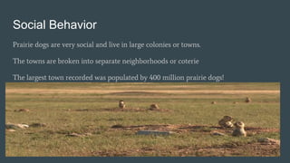 Prairie dogs (5) | PPT