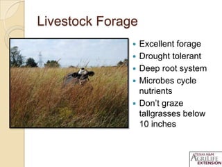 Prairie Restoration | PPTX