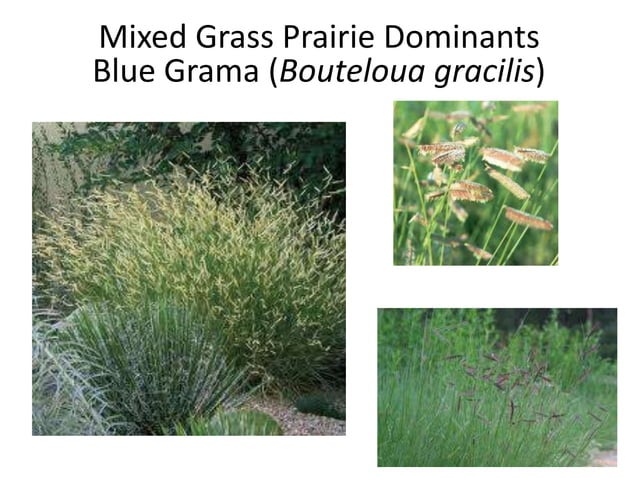 Prairies of the great plains | PPTX
