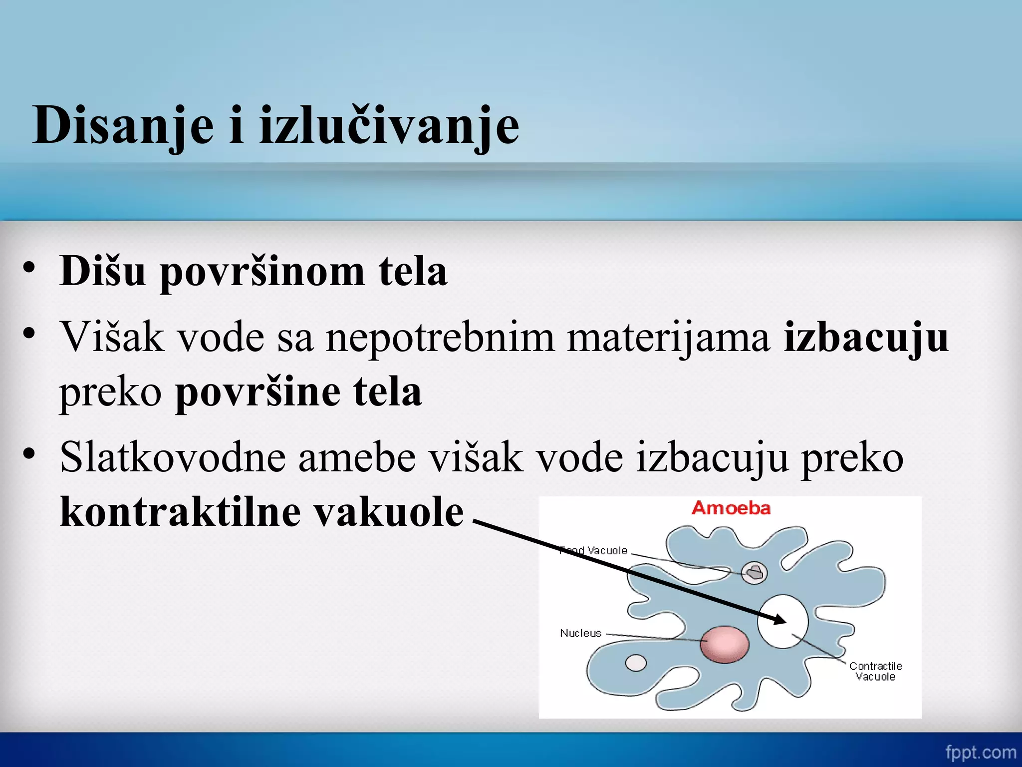 Praživotinje amebe | PPT