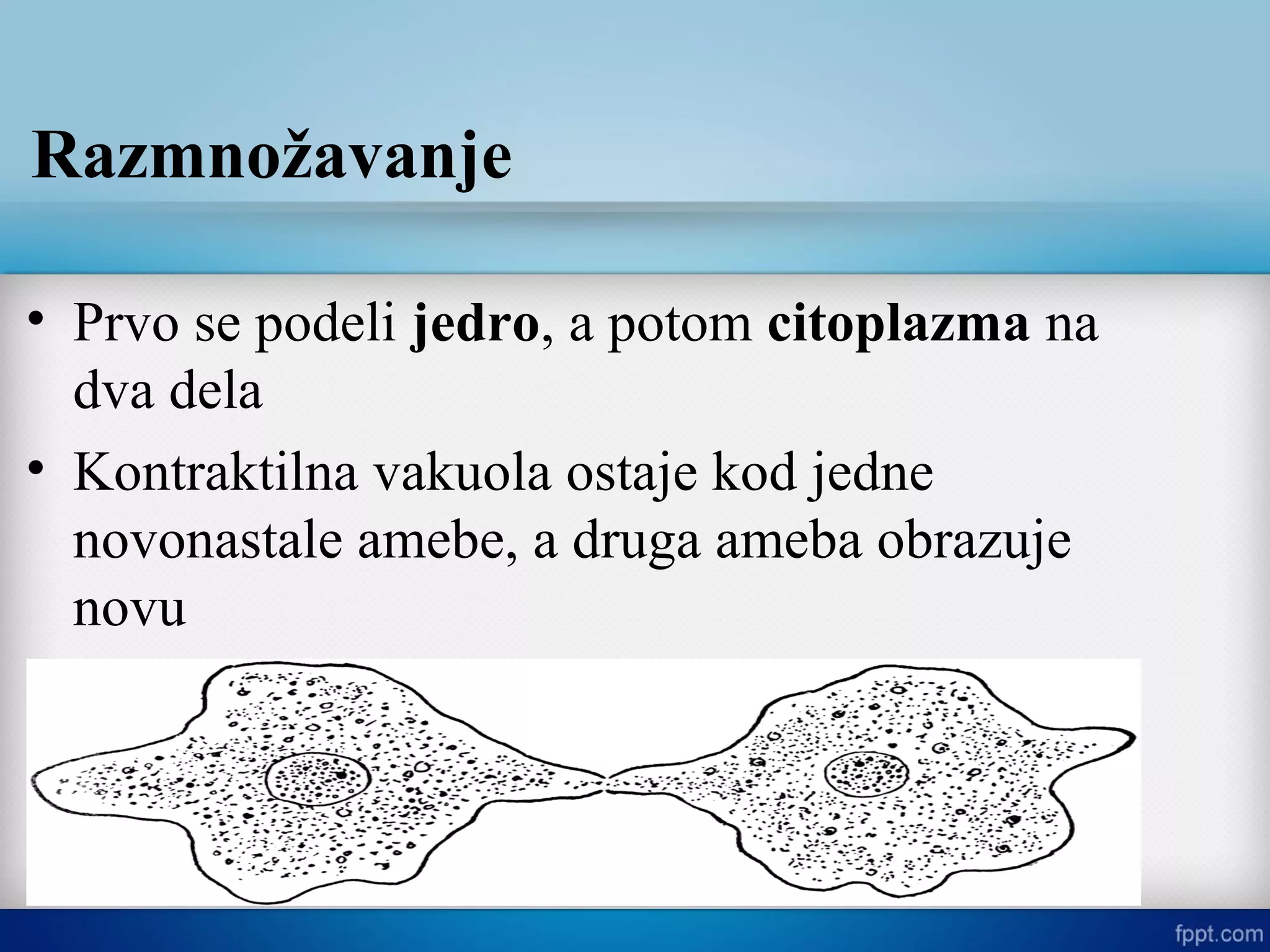 Praživotinje amebe | PPT