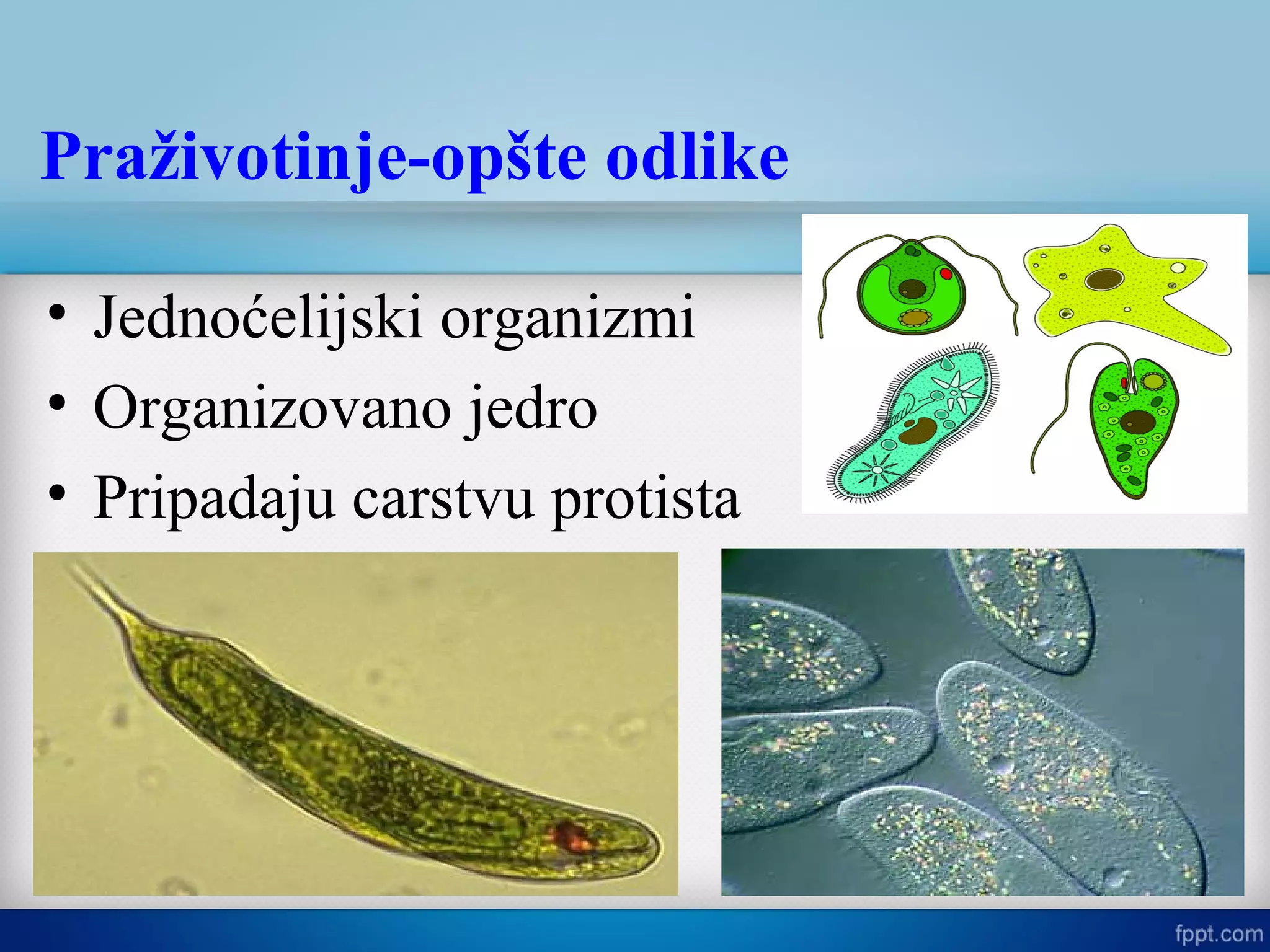 Praživotinje amebe | PPT