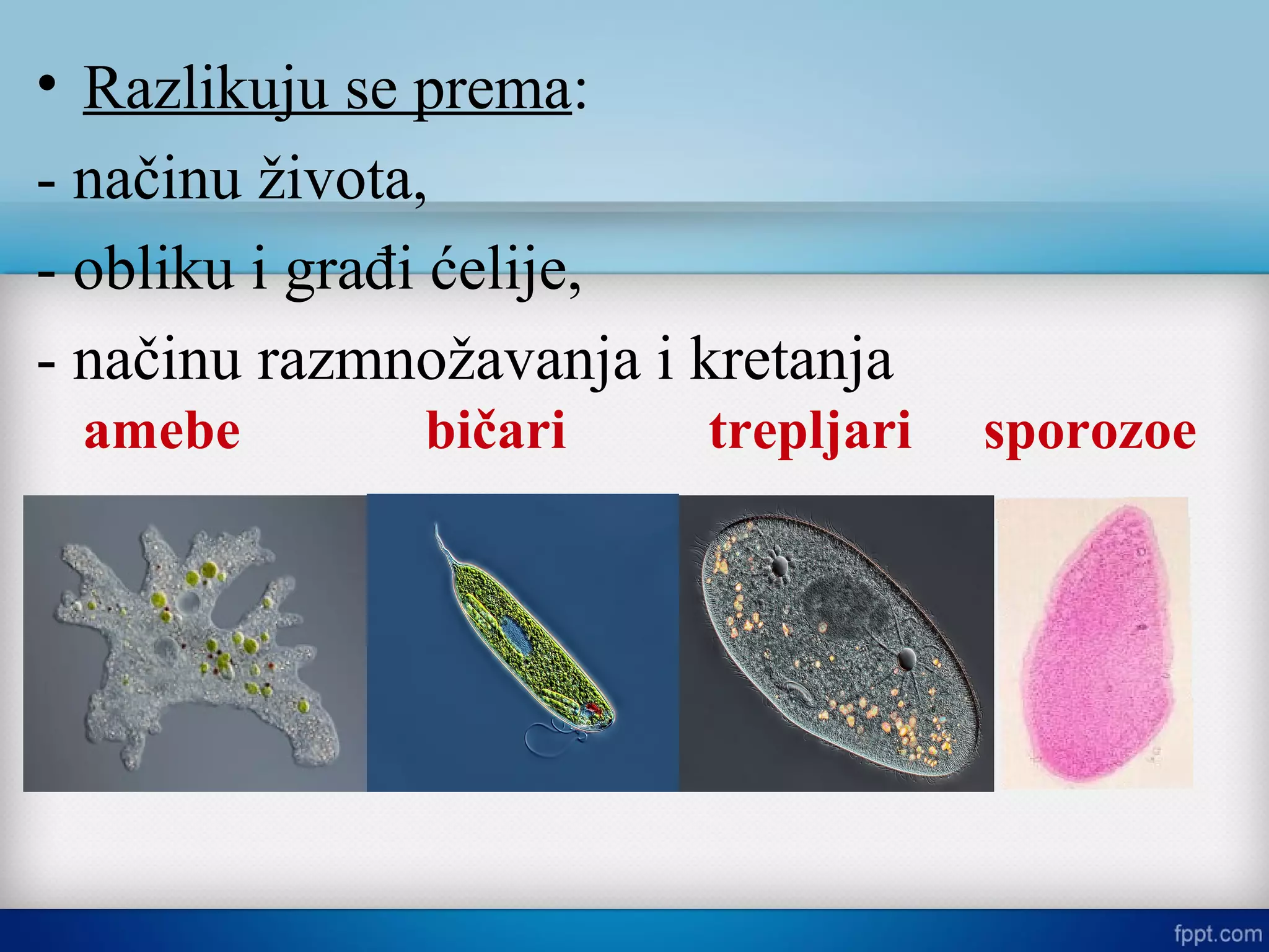 Praživotinje amebe | PPT