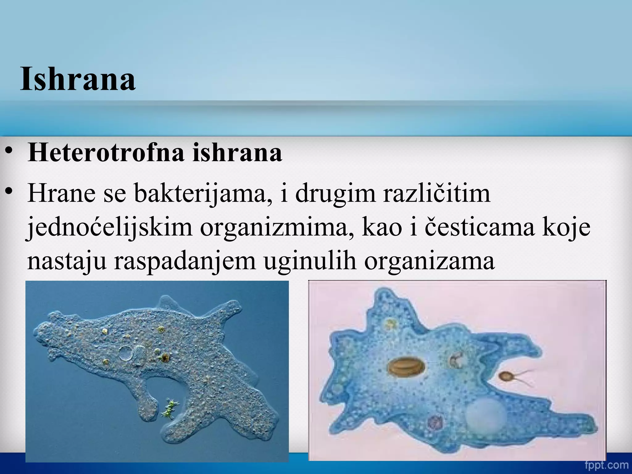 Praživotinje amebe | PPT