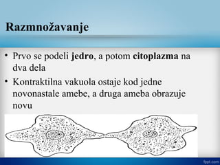 Praživotinje amebe | PPT