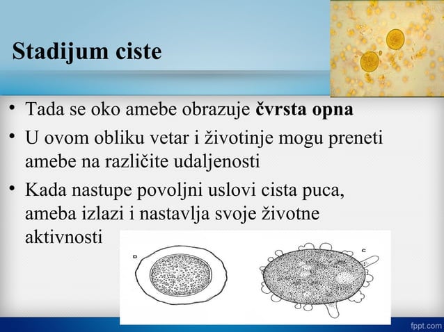 Praživotinje amebe | PPT