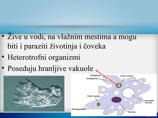 Praživotinje amebe | PPT