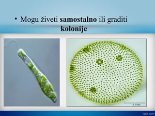 Praživotinje amebe | PPT