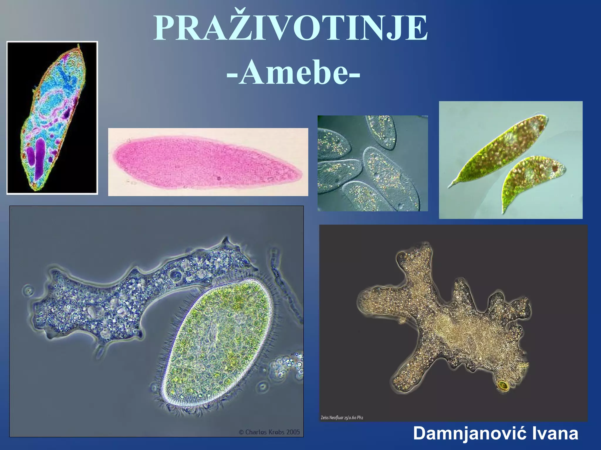PRAŽIVOTINJE-AMEBE* | PPT