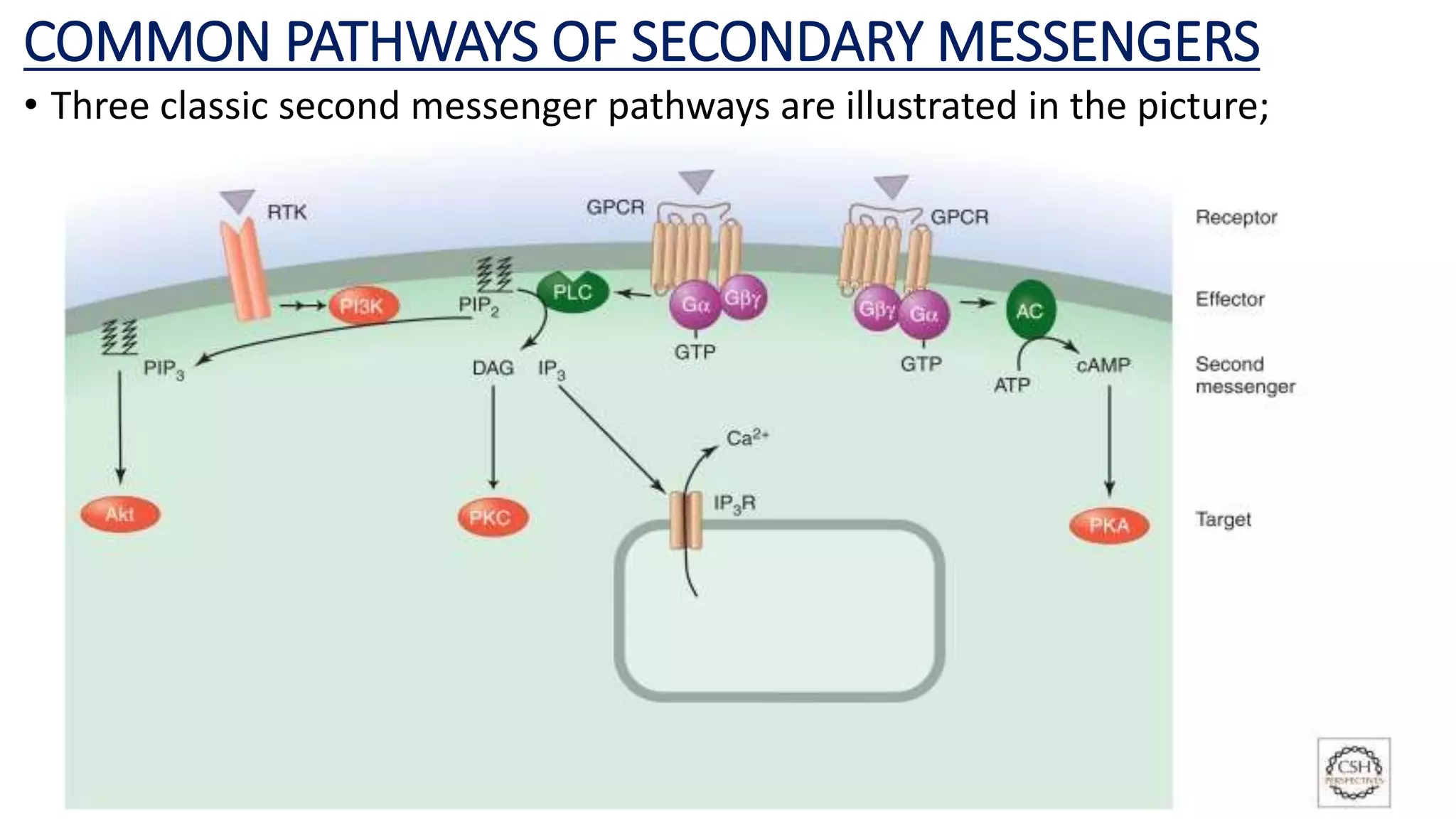 secondary messengers | PPTX