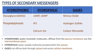 secondary messengers | PPTX