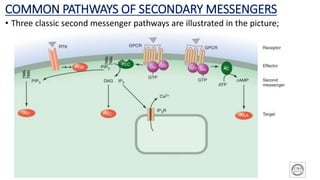 secondary messengers | PPTX