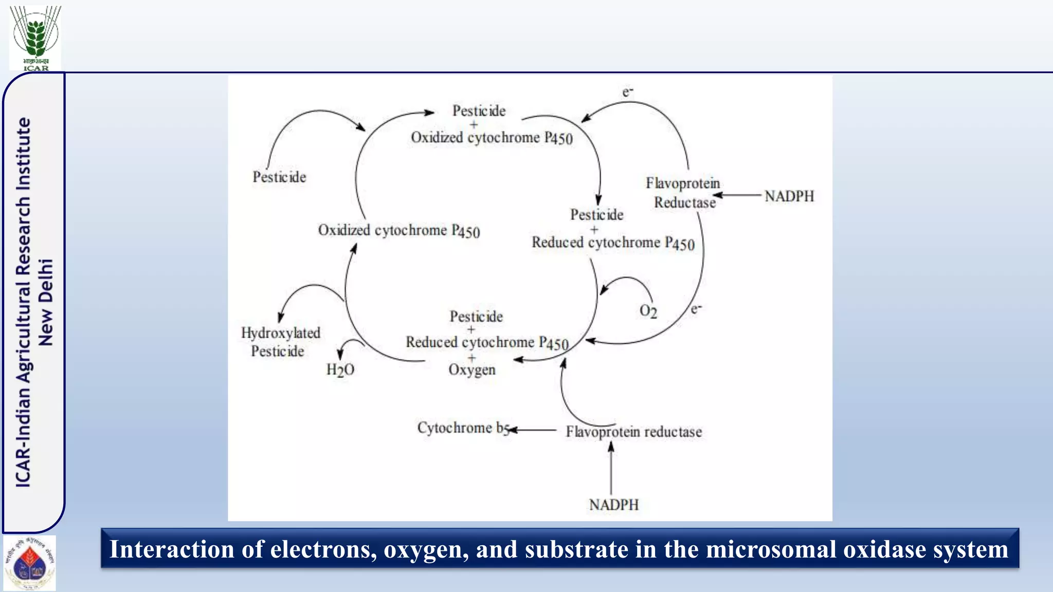 Insecticide Metabolism & Microsomal Oxidation.pptx