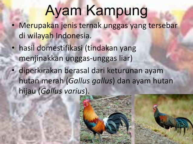 Budidaya Ayam Kampung | PPTX