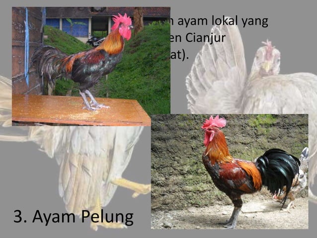 Budidaya Ayam Kampung | PPTX