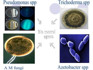 biological control -save our world | PPT