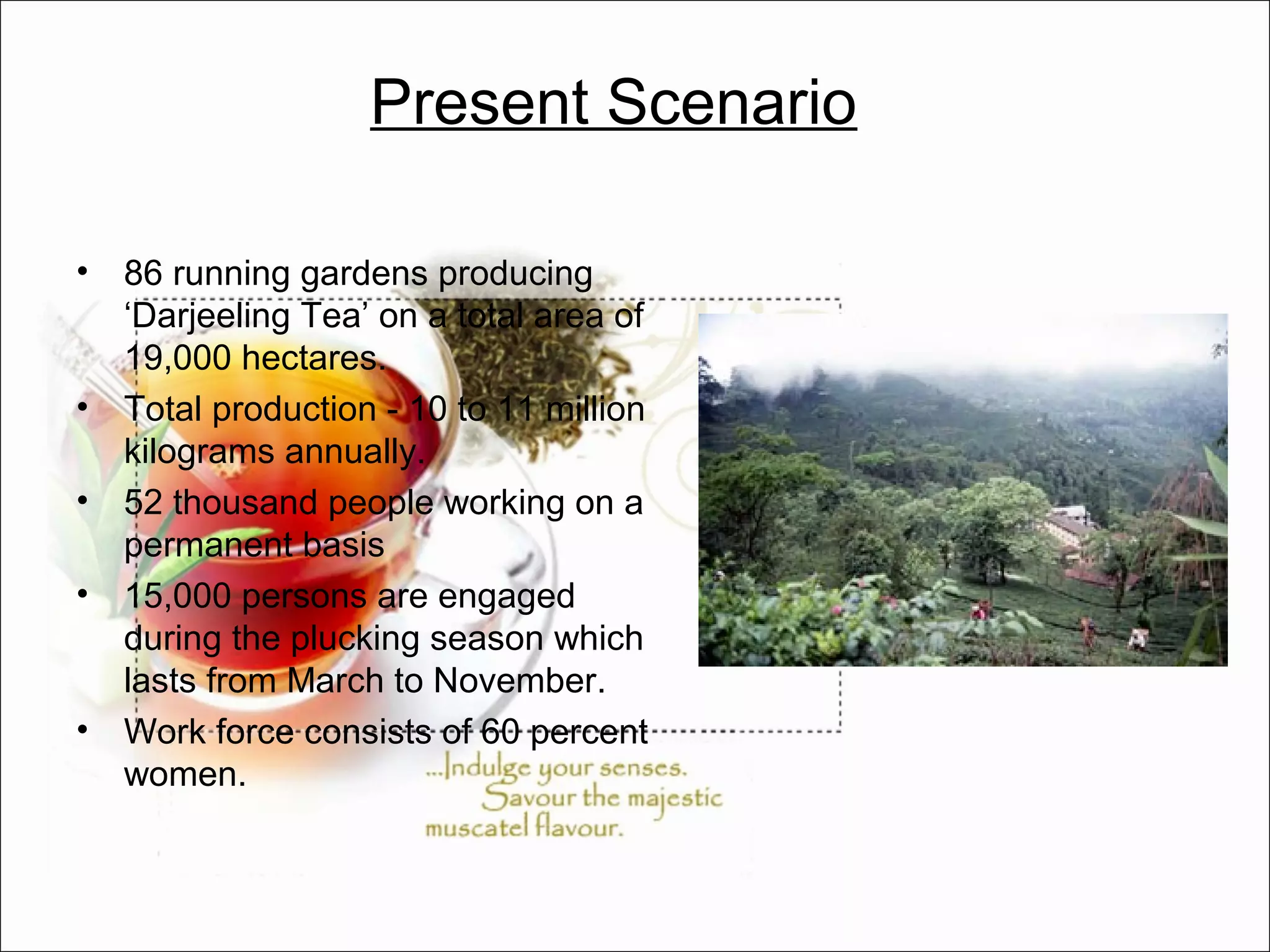 Prakhar agarwal case study on darjeeling tea | PPT