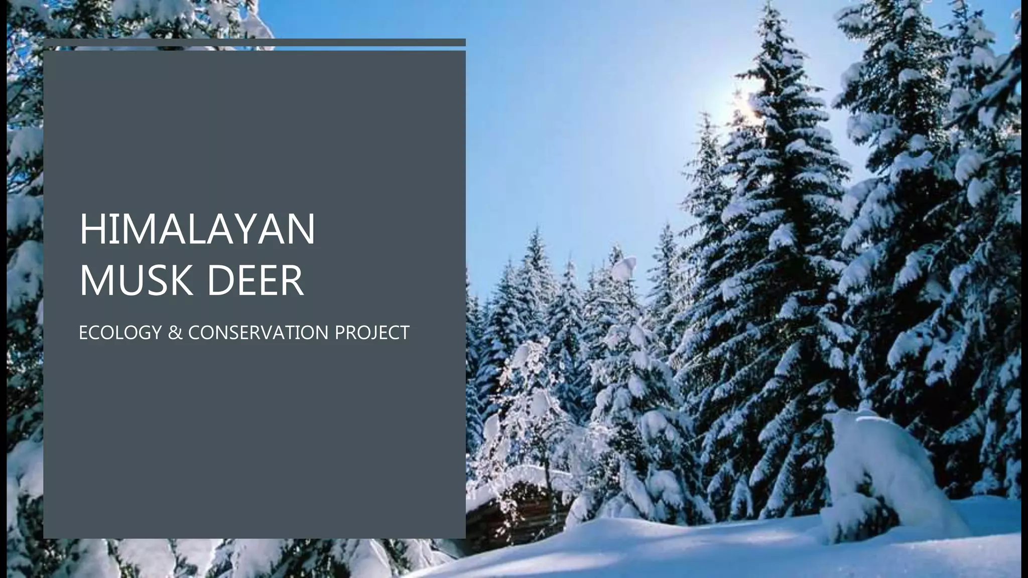 Himalayan musk deer ecology and conservation project | PPTX