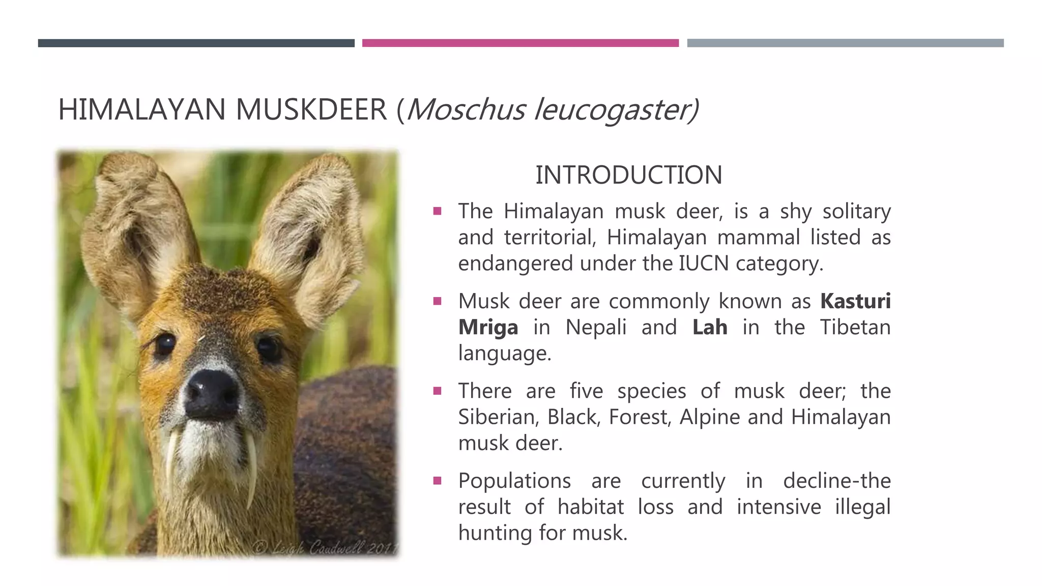 Himalayan musk deer ecology and conservation project | PPTX